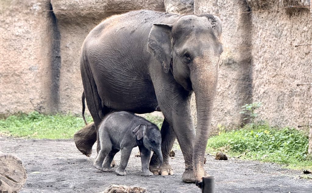 Kelahiran Anak Gajah di Batu Secret Zoo, Jawa Timur Park 2