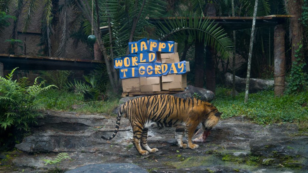 Jawa Timur Park 2: World Tiger’s Day 2025 “HaHaHa: Human, Harimau ...