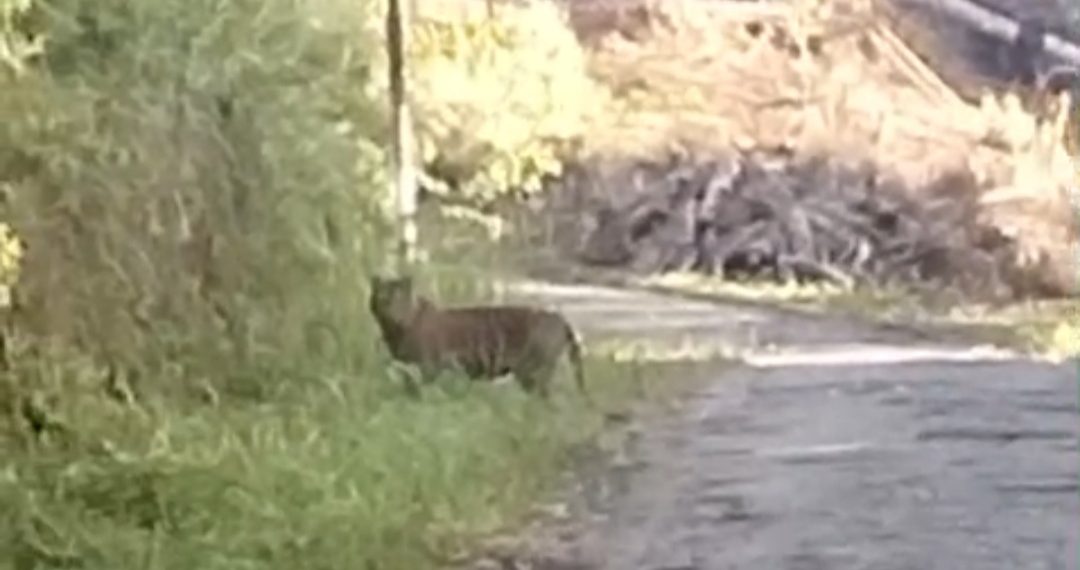 Dua Harimau Muncul di Kebun Warga Palupuah, BKSDA Sumbar Turunkan Tim ...