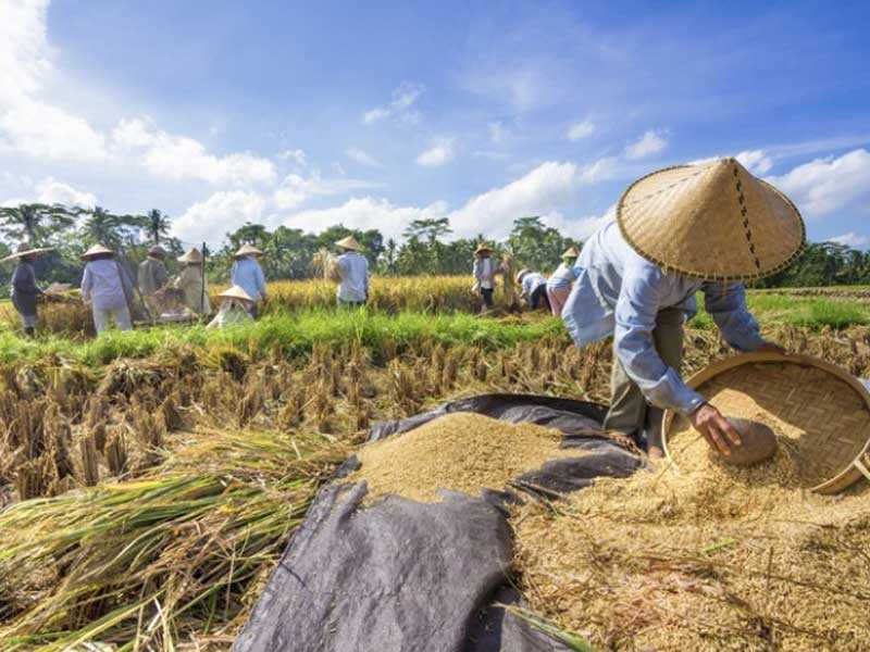 Daerah Perlu Perkuat Lumbung Pangan