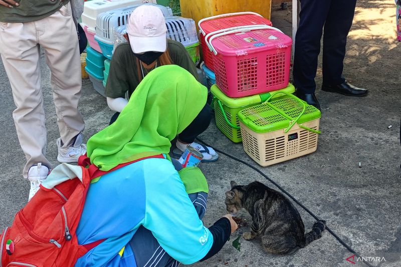 328 Kucing di Jakarta Timur Telah Disterilisasi hingga Mei 2025
