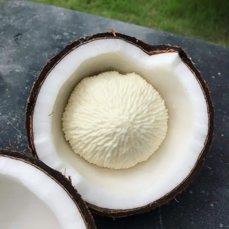Kentos Kelapa, Si Putih Lembut dari Dalam Buah yang Kaya Khasiat ...
